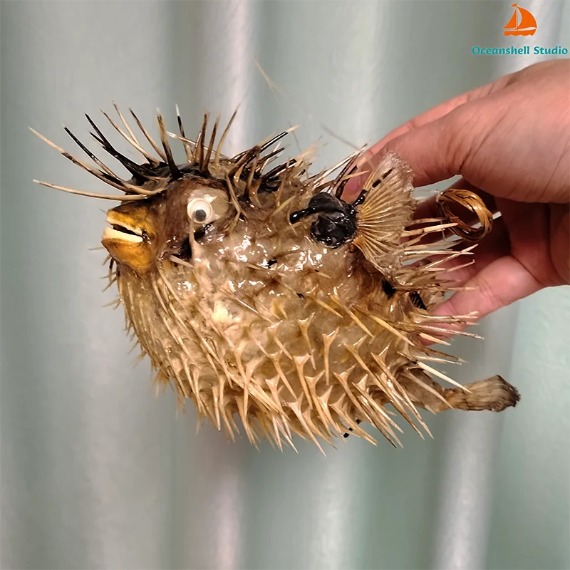 Preserved Pufferfish Specimen – Moseles